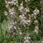 Plants Archives - Page 2 of 15 - Lambley Nursery