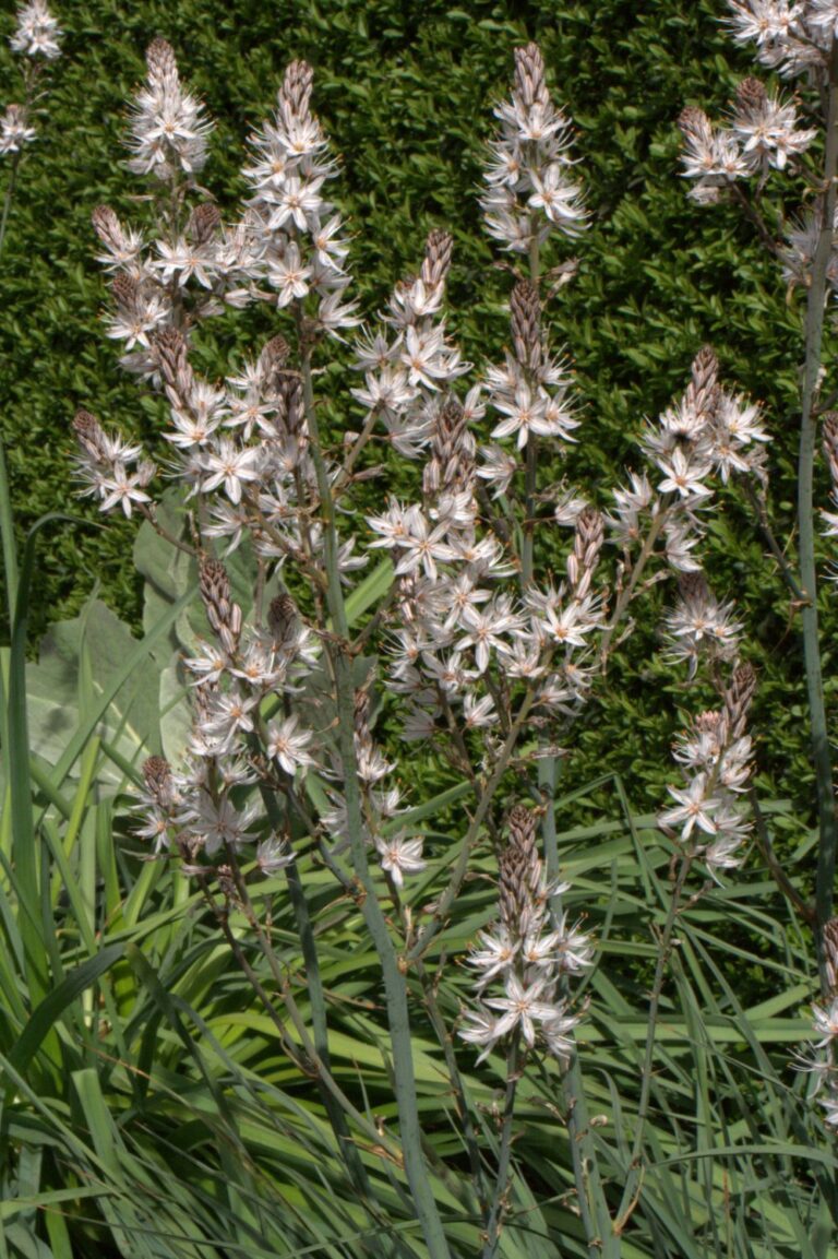 Asphodelus aestivus - Lambley Nursery
