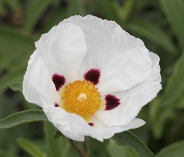 Cistus x purpureus ‘Alan Fradd’ - Lambley Nursery