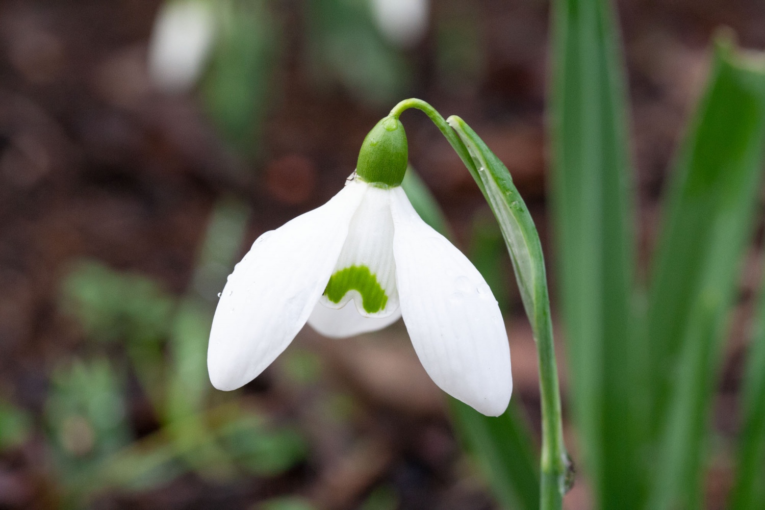David Glenn's Garden Notes - Lambley Nursery