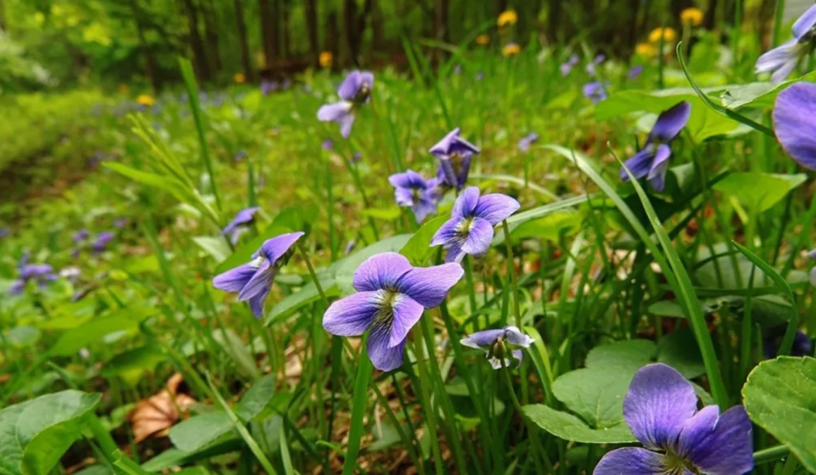 David Glenn's Garden Notes - Lambley Nursery