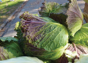 Cabbage, Red Savoy ‘Deadon’ F1 (Brassica oleracea) - Lambley Nursery