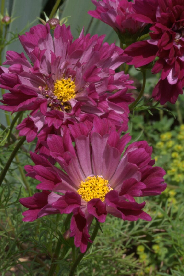 Cosmos ‘Sea Shells’ (Cosmos bipinnatus) - Lambley Nursery