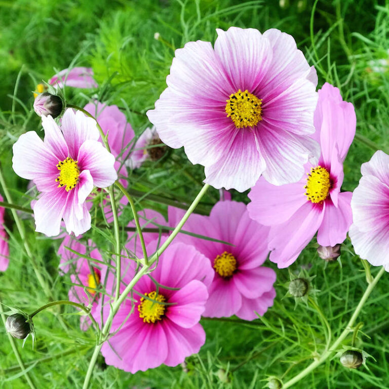 Cosmos ‘Sensation Daydream’ - Lambley Nursery