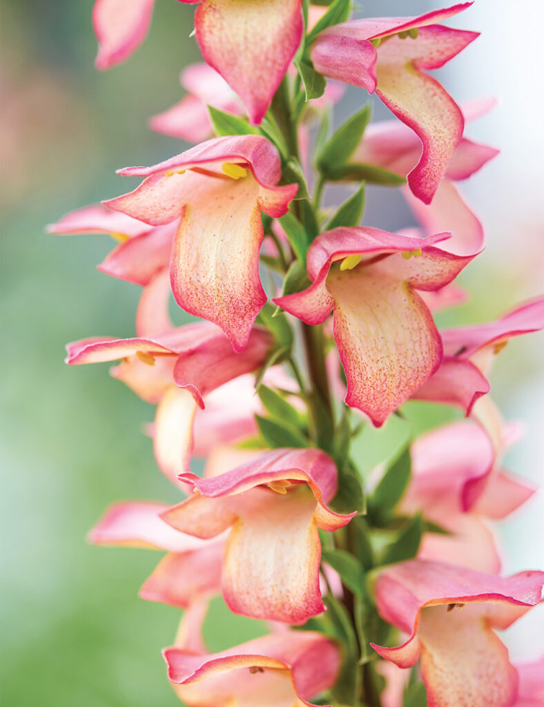 Digiplexis ‘Falcon Fire’ - Lambley Nursery