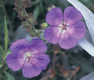 Geranium ‘Rozanne’ PBR - Lambley Nursery