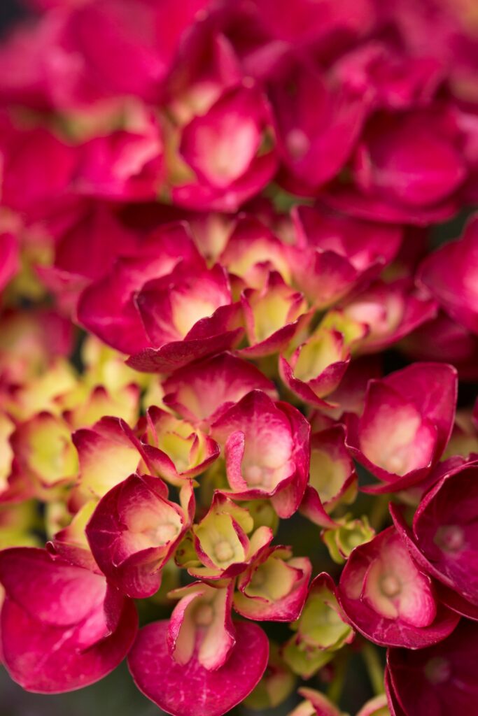 Hydrangea ‘Magical Ruby Red’ - Lambley Nursery