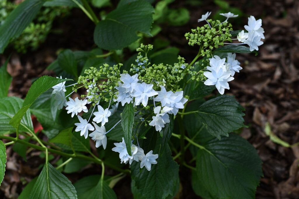 Hydrangea serrata ‘Fuji Waterfall’ - Lambley Nursery