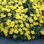 Plants Archives - Page 3 of 21 - Lambley Nursery