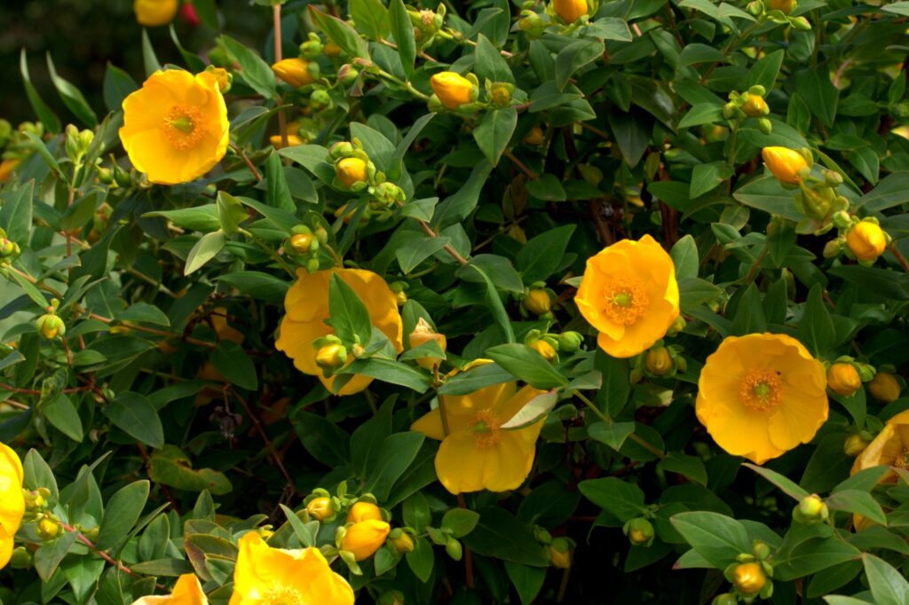 Hypericum ‘Rowallane’ - Lambley Nursery