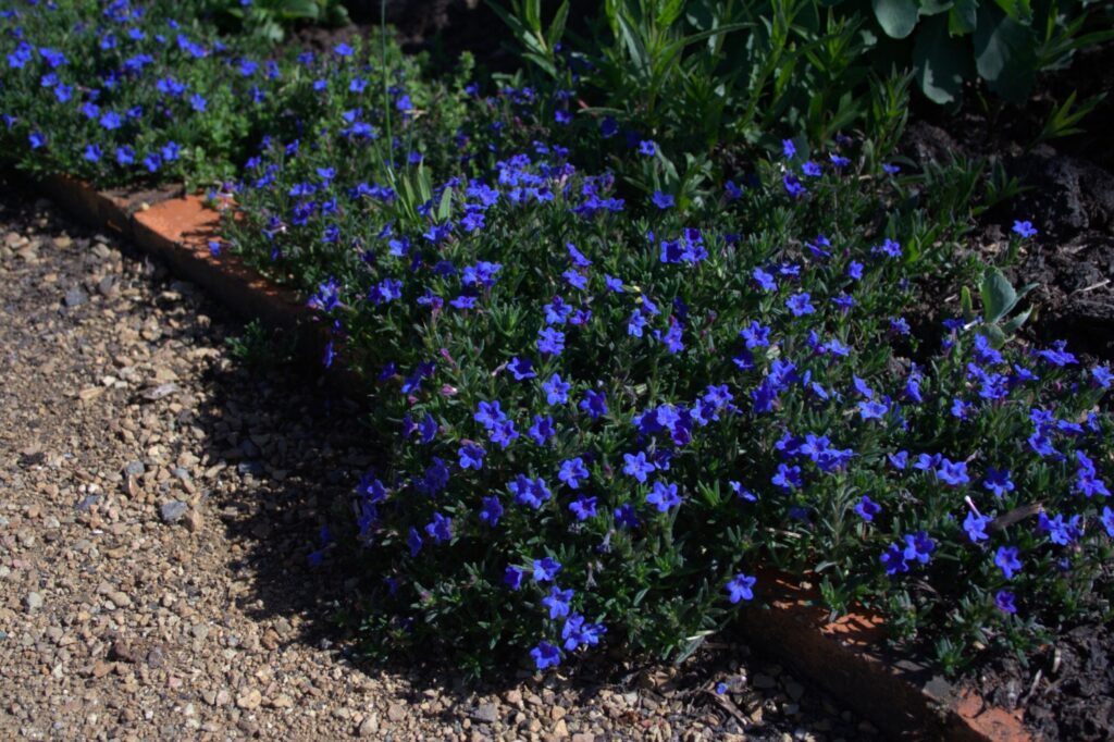 Lithodora diffusa ‘Grace Ward’ - Lambley Nursery