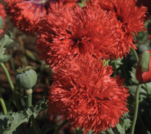 Flower Seeds Archives - Page 5 of 6 - Lambley Nursery