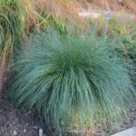 Poa labillardieri ‘Lambley Blue’ - Lambley Nursery