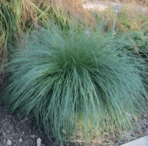 Poa labillardieri ‘Suggan Buggan ’ - Lambley Nursery