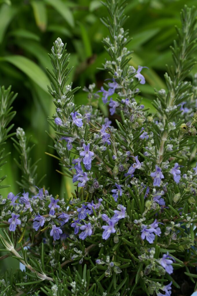 Rosmarinus officinalis ‘Irene’ - Lambley Nursery