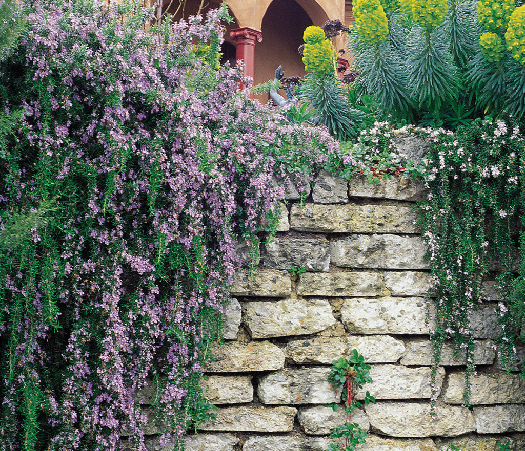 Rosmarinus officinalis ‘Irene’ - Lambley Nursery