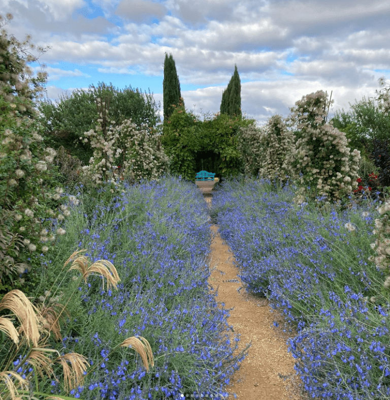 Salvia azurea var. grandiflora - Lambley Nursery