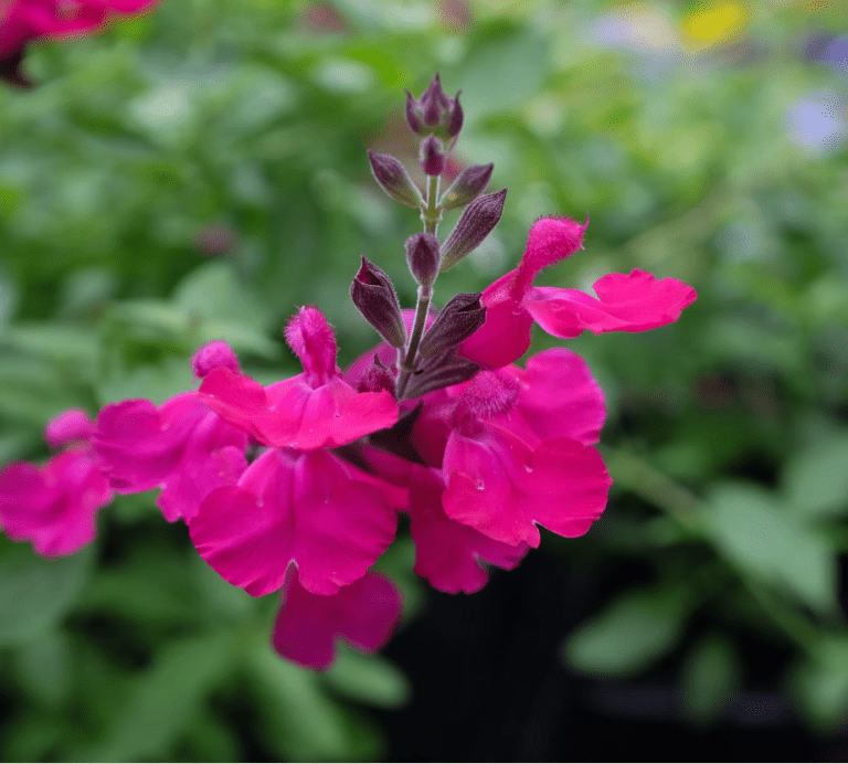 Salvia greggii ‘Raspberry Royale’ - Lambley Nursery