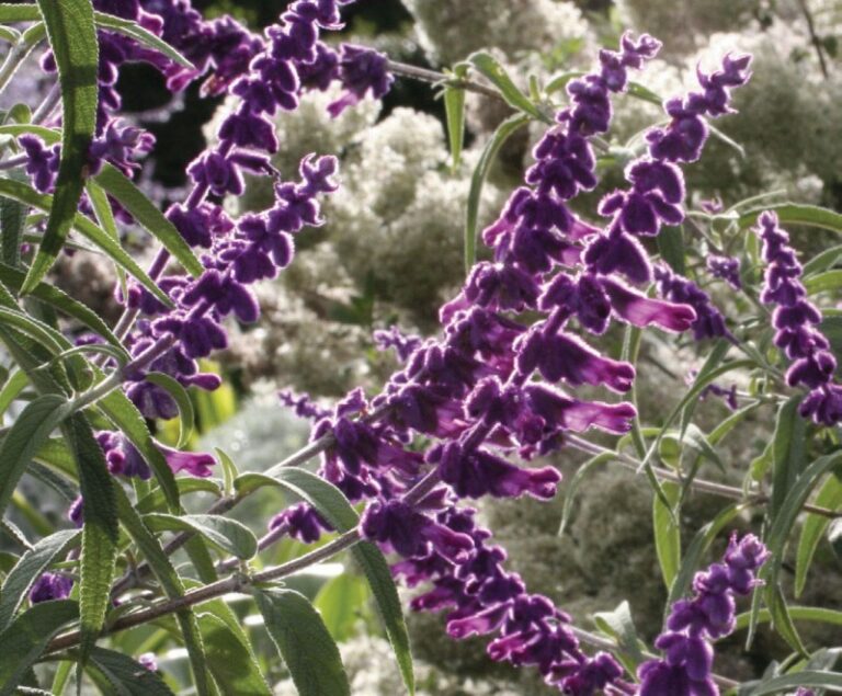 Salvia leucantha ‘Harrys Red’ - Lambley Nursery