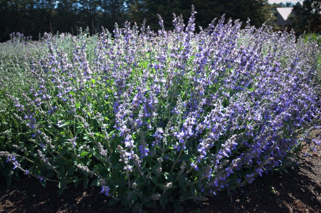 Salvia ‘Val Lawrence’ - Lambley Nursery