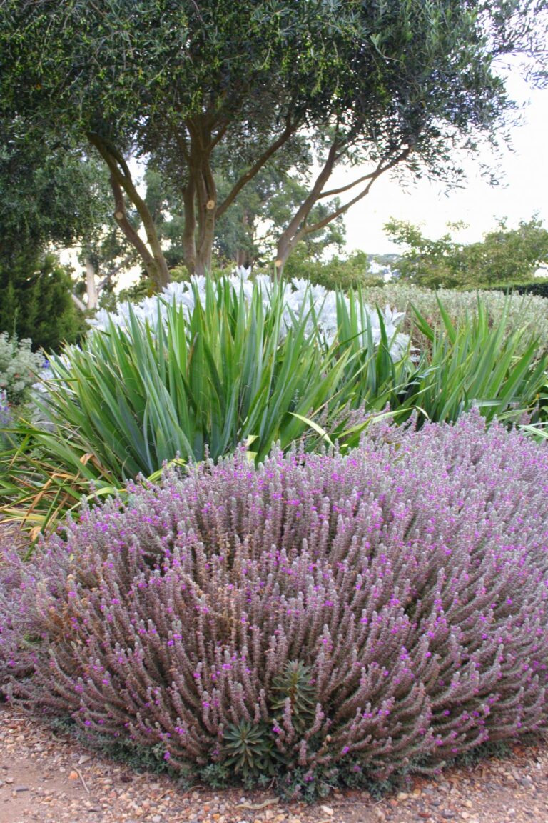 Teucrium marum - Lambley Nursery