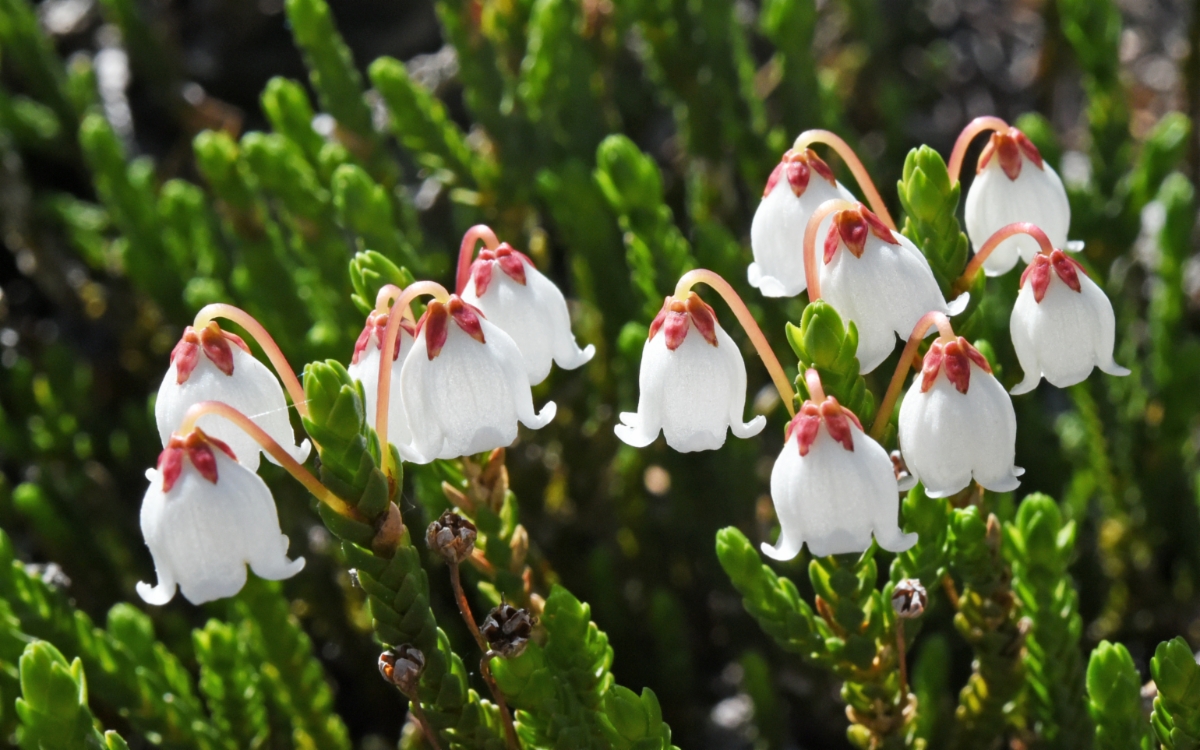 David Glenn's Garden Notes - Lambley Nursery