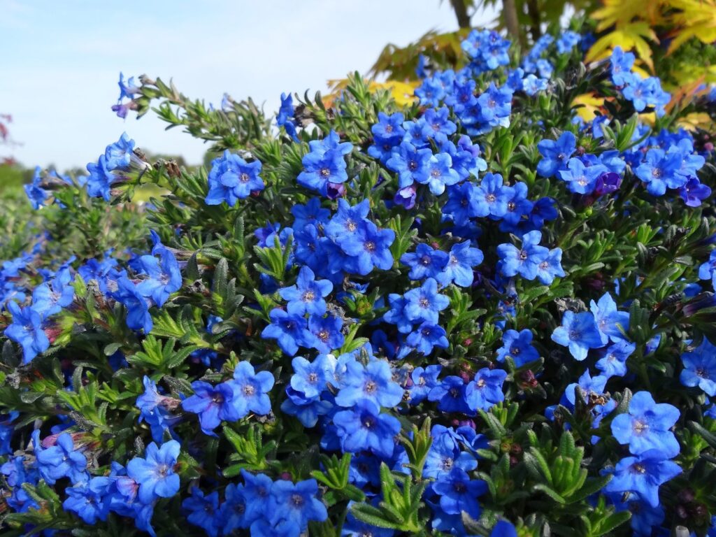Lithodora diffusa ‘Heavenly Blue’ - Lambley Nursery