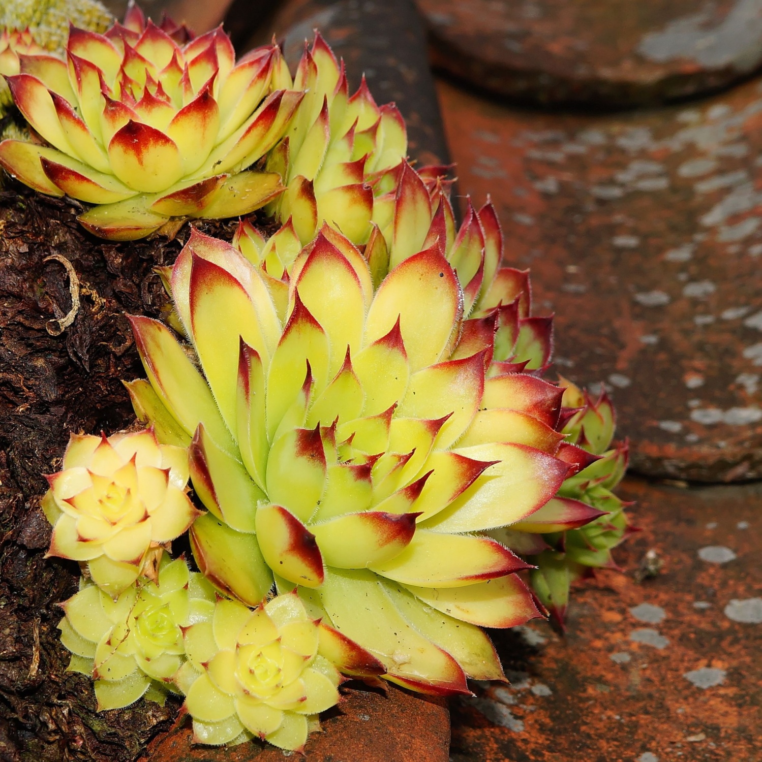 Houseleeks - Lambley Nursery