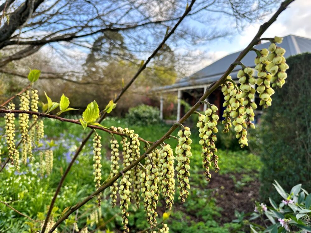 Stachyurus praecox - Lambley Nursery
