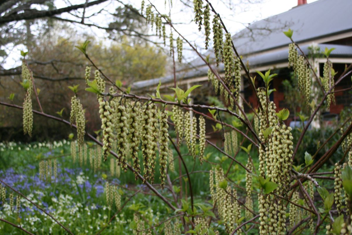 Stachyurus praecox - Lambley Nursery