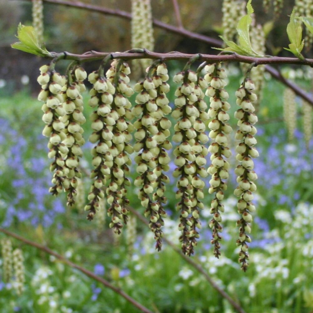 Stachyurus praecox - Lambley Nursery