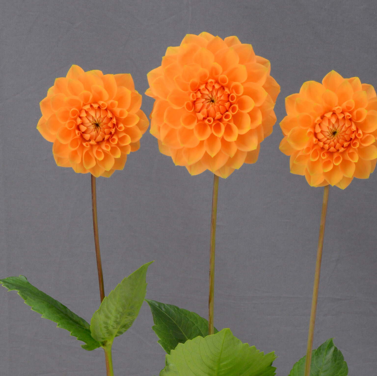 Plants Archives - Page 8 of 14 - Lambley Nursery