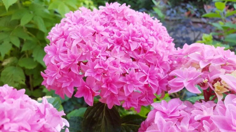 Hydrangea ‘Perfection’ - Lambley Nursery