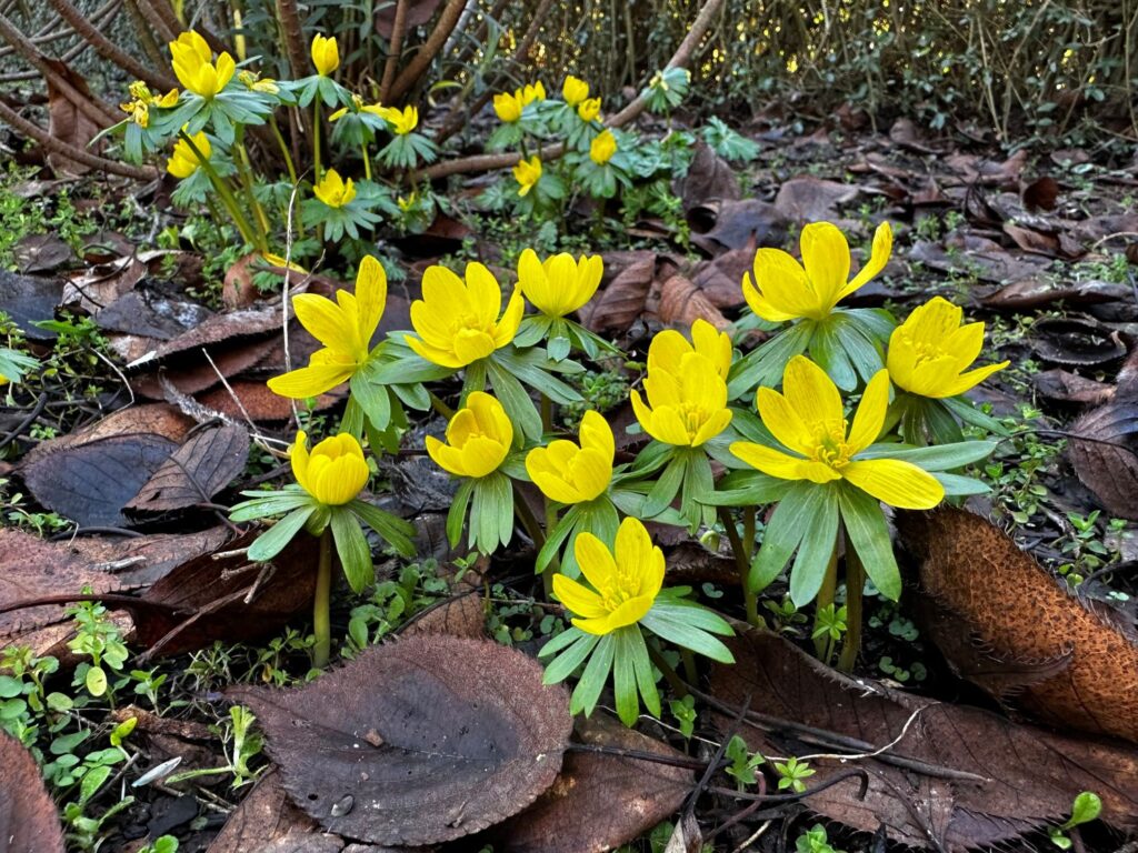 Eranthis cilicica - Lambley Nursery