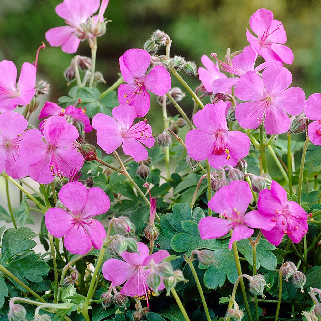 Geranium x cantabrigiense ‘Westray’ - Lambley Nursery