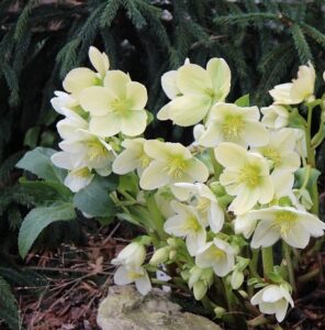 Plants Archives - Page 3 of 17 - Lambley Nursery
