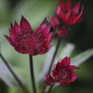 Plants Archives - Page 7 of 19 - Lambley Nursery