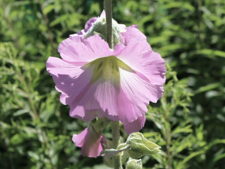 Alcea pallida - Lambley Nursery