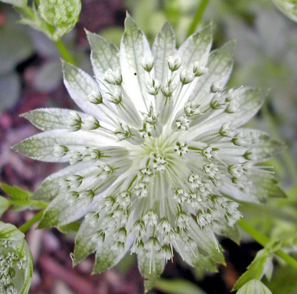Astrantia major ‘Snow Star’ - Lambley Nursery