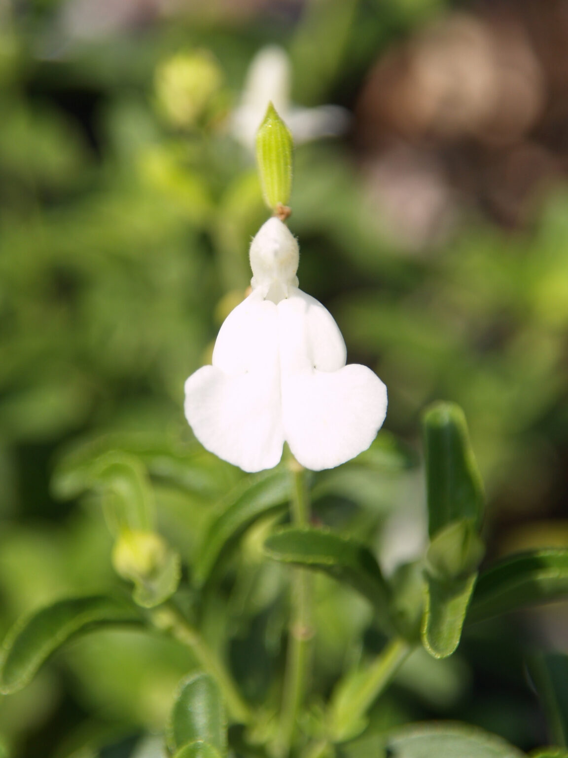 Salvia greggii ‘Mirage White’ - Lambley Nursery