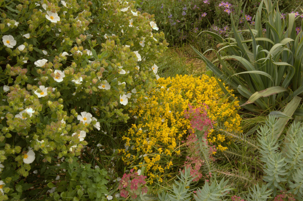 Cytisus x beanii - Lambley Nursery