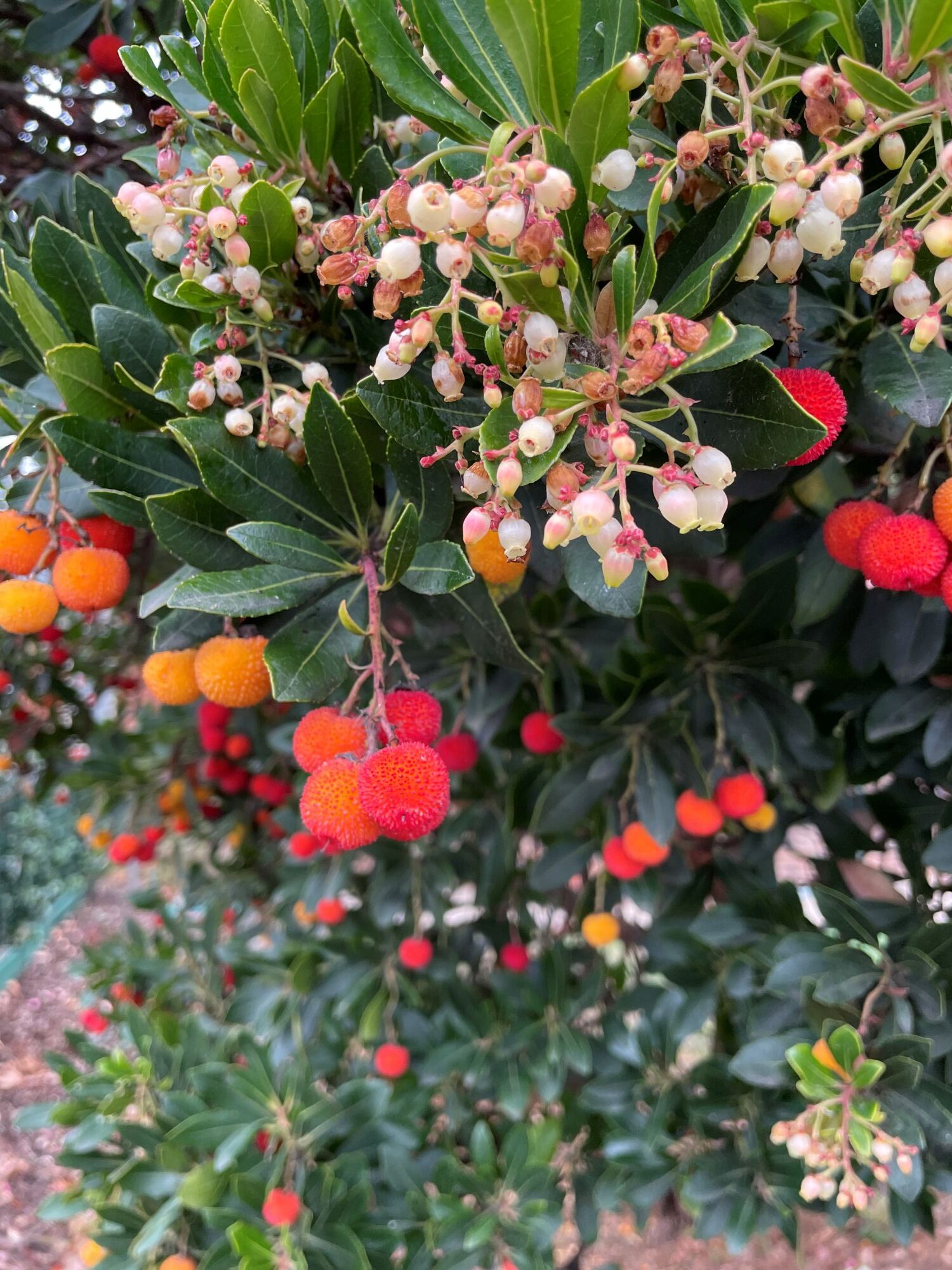 David Glenn's Garden Notes - Lambley Nursery