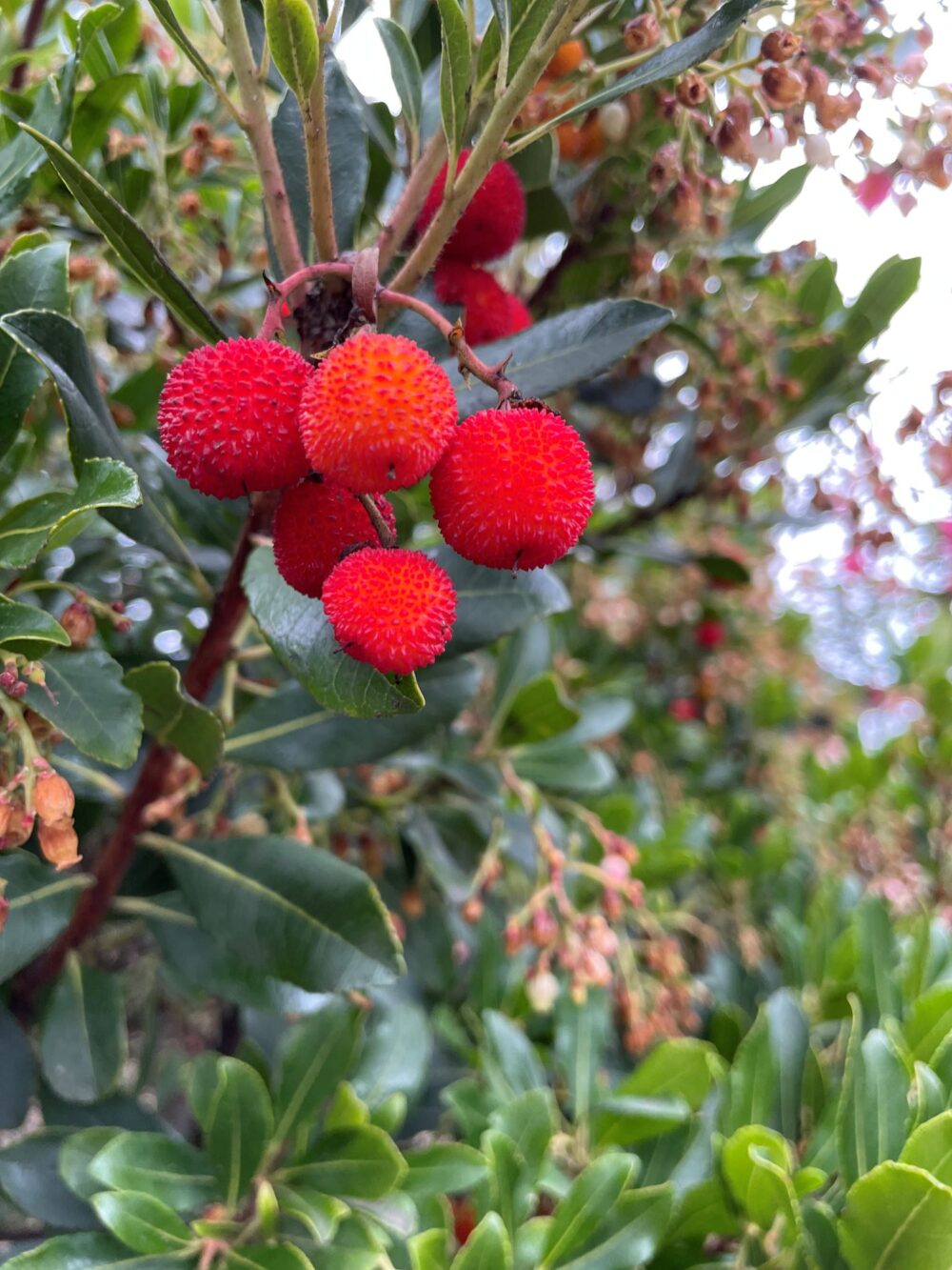 Arbutus - Lambley Nursery