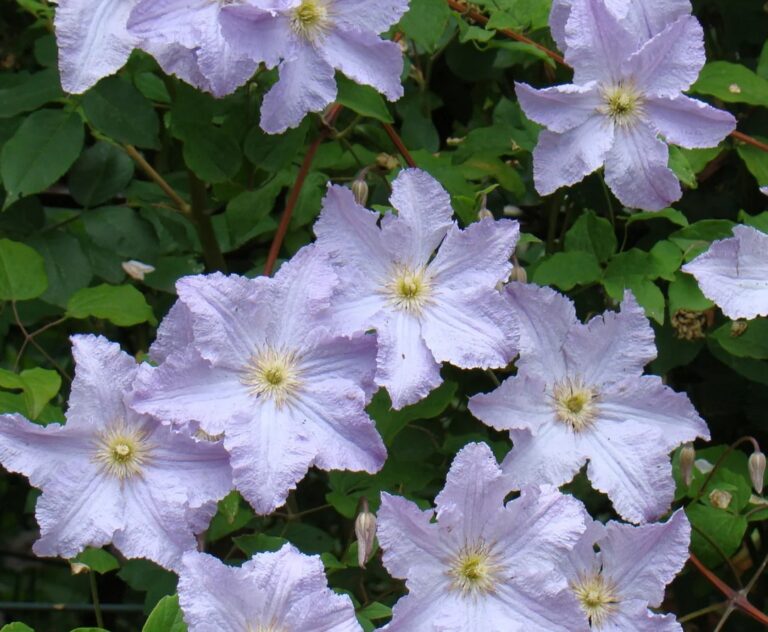 Clematis ‘Blue Angel’ - Lambley Nursery