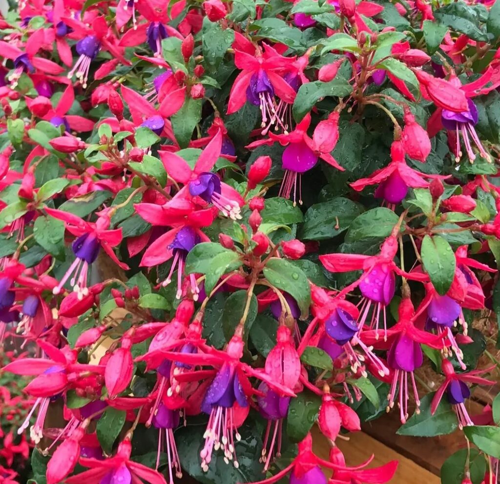 Fuchsia ‘Electric Lights’ - Lambley Nursery