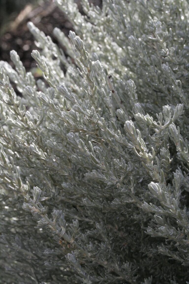Helichrysum italicum ssp. microphyllum - Lambley Nursery