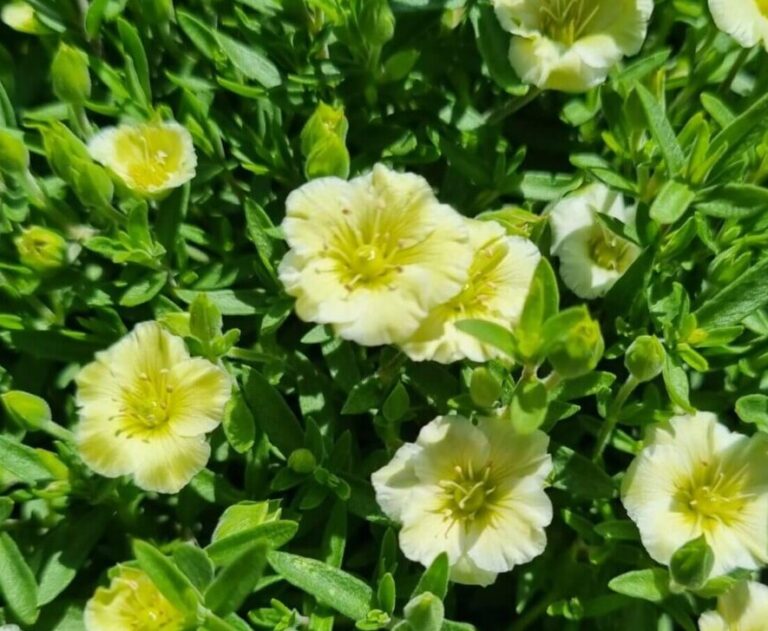 Arenaria montana ‘Summer Lemon’ - Lambley Nursery