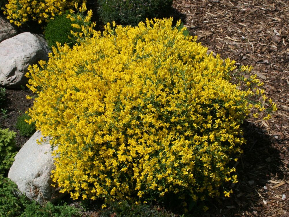 Genista lydia - Lambley Nursery