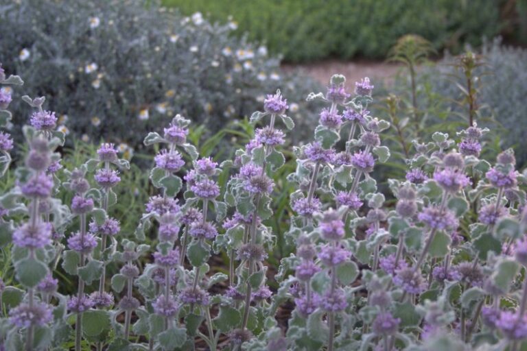 Marrubium supinum ‘Scallop Shell’ - Lambley Nursery