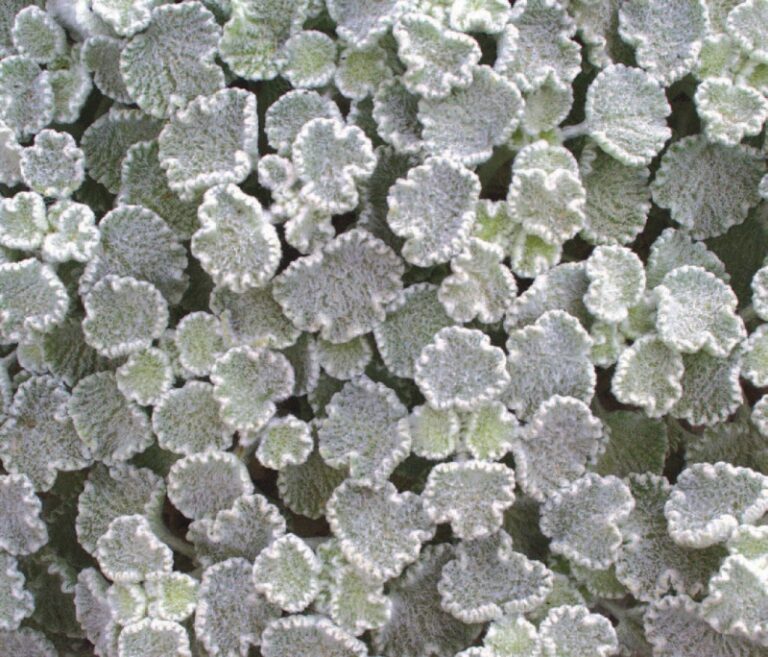Marrubium supinum ‘Scallop Shell’ - Lambley Nursery